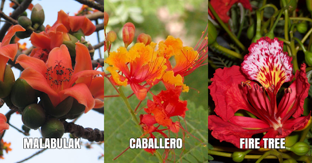 National Museum of Natural History with the Fire Tree in full bloom ...