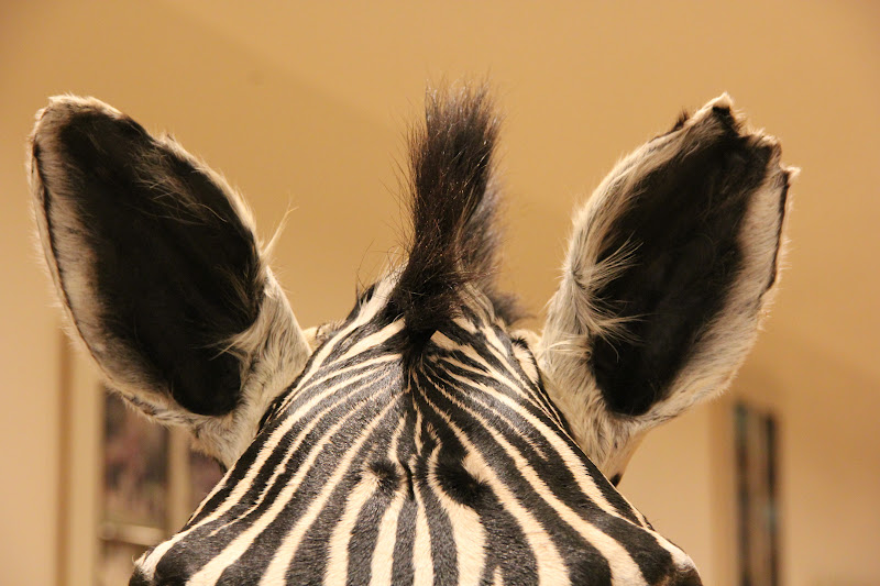 Dick's Taxidermy Hunt Report: Remounting a Zebra