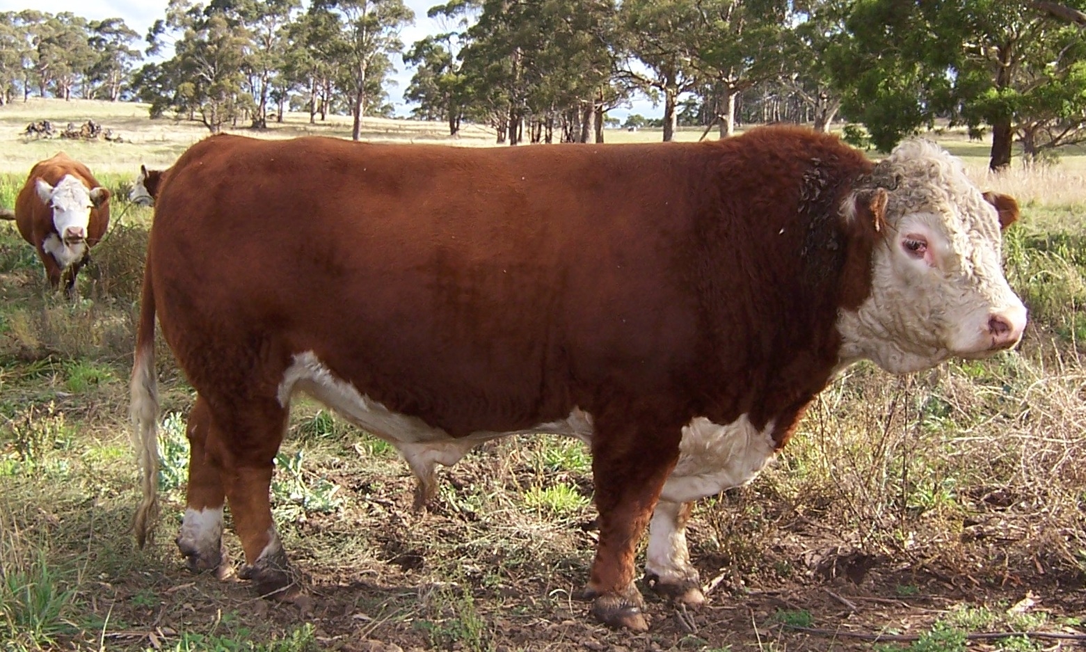 HEREMINIS: First Virtual Cattle Show Small But Successful