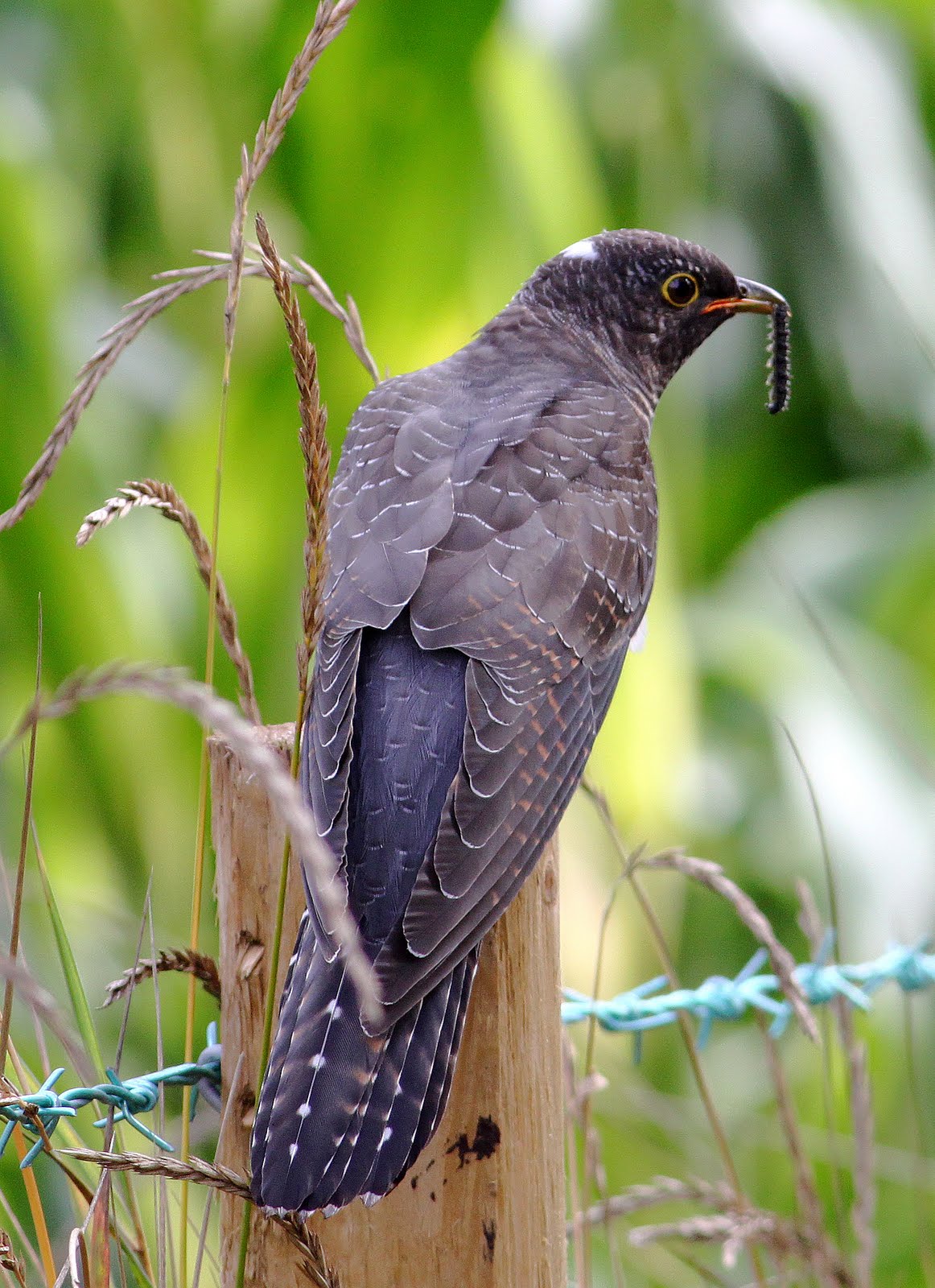 Another Bird Blog: Slightly Cuckoo