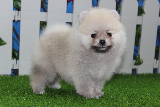 Welcome To: YouAndMePets Enterprise