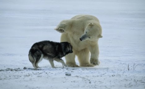 Animals Library: May 2014