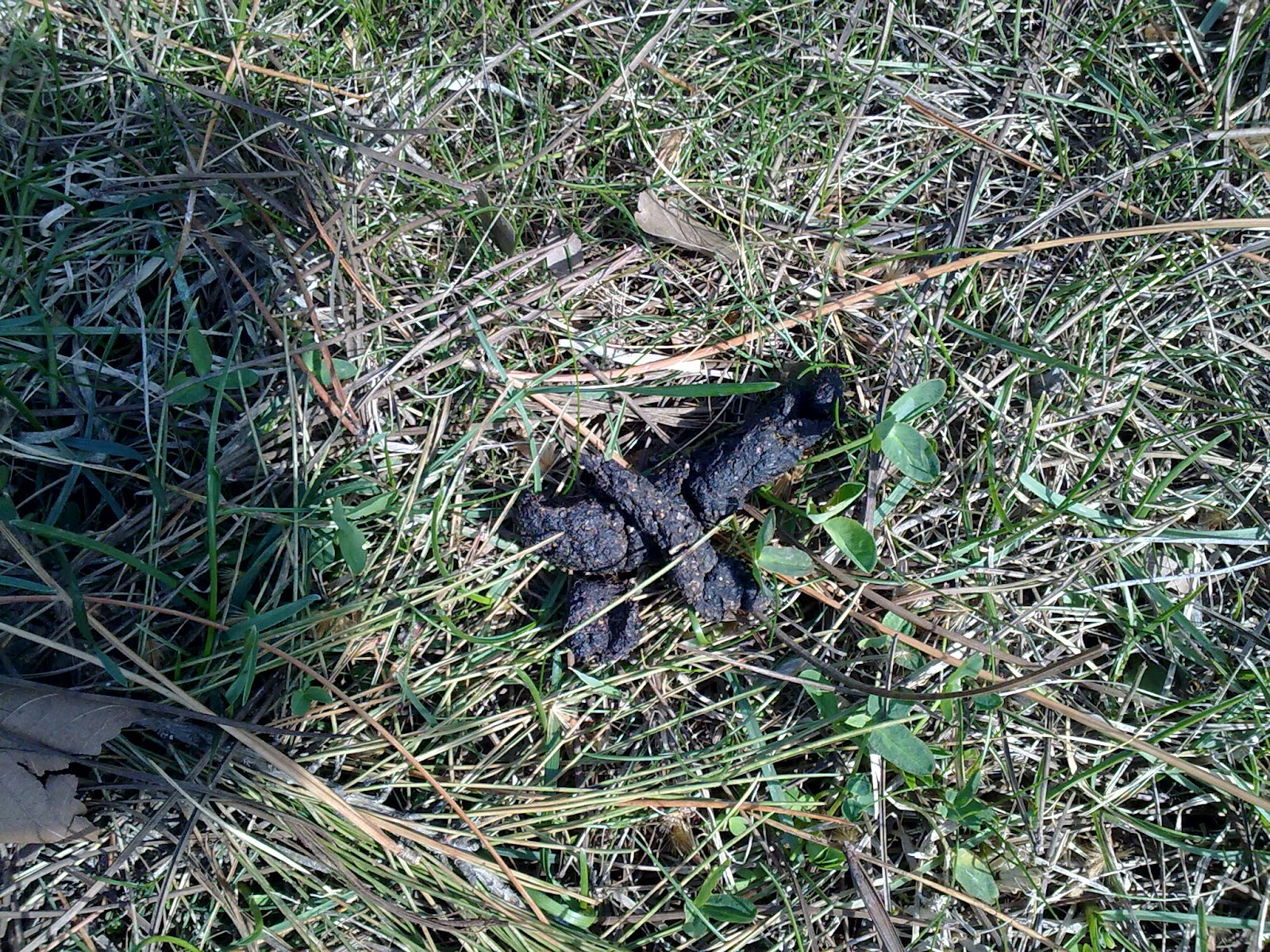 L'ARGANO: UN POST DI MERDA! (E NON E' UN MODO DI DIRE)