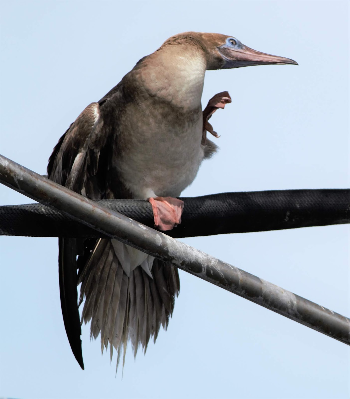sunshinecoastbirds: Changes in status of South-east Queensland birds ...