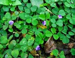 Herbal plants of Sri Lanka: Heen undupialli(Desmodium triflorum)