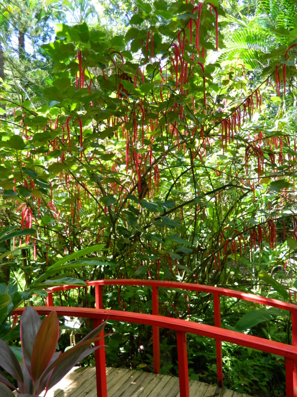 Garden Muses: A Small Toronto Gardening Services Company Blog: 2015