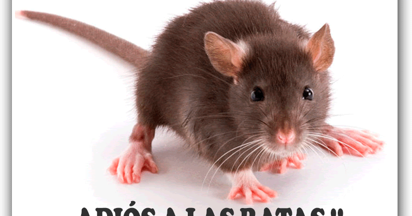 EXTERMINAR Y MATAR RATAS Y RATONES PARA SIEMPRE | CONSEJOS DE LIMPIEZA ...