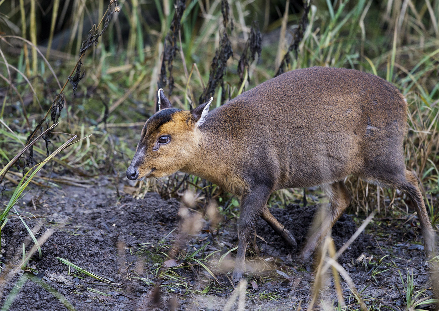 pewit: Muntjac