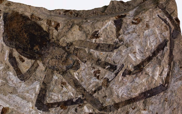 Chinleana: Largest Spider Ever Recovered is from the Middle Jurassic of ...