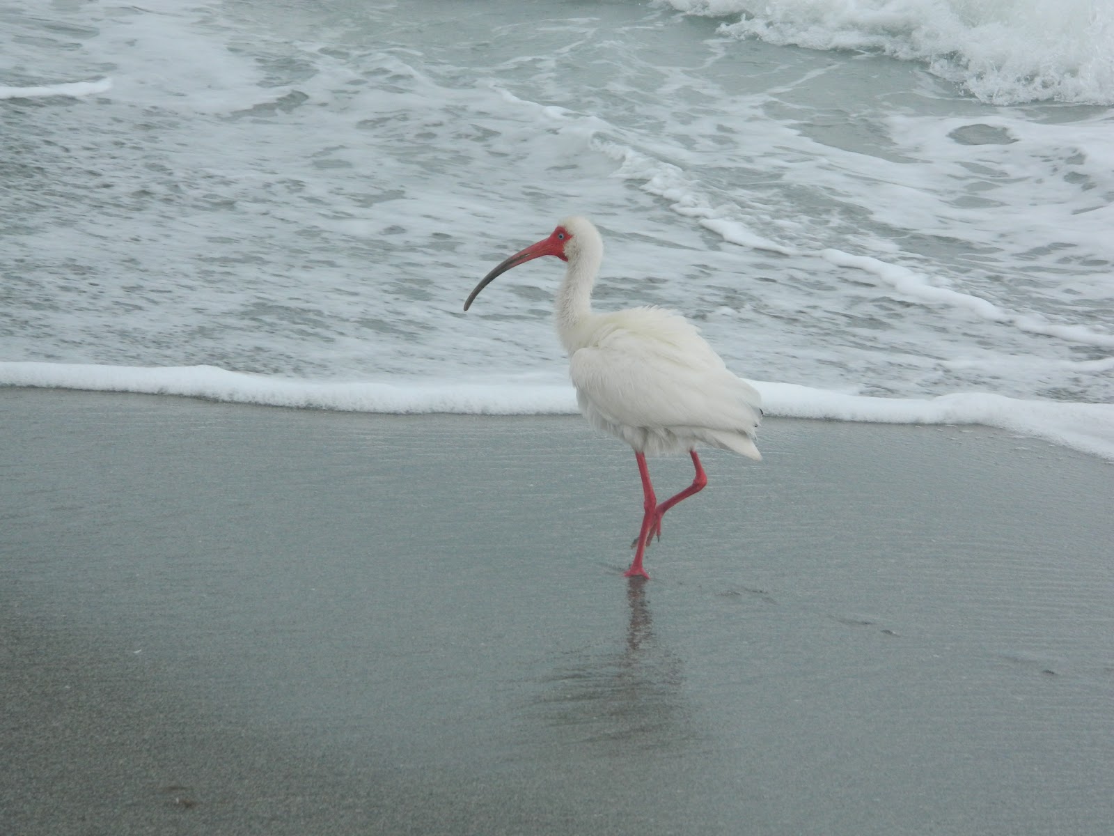 AP Biology 2012-2013: Endotherm