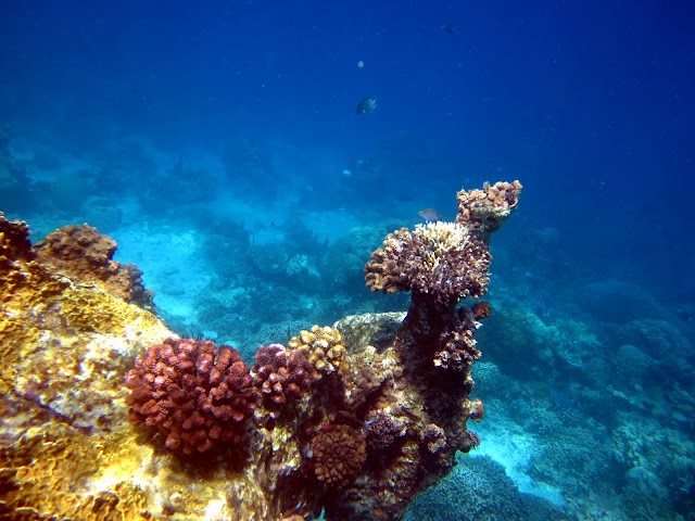 Funzibar!: Food in Zanzibar