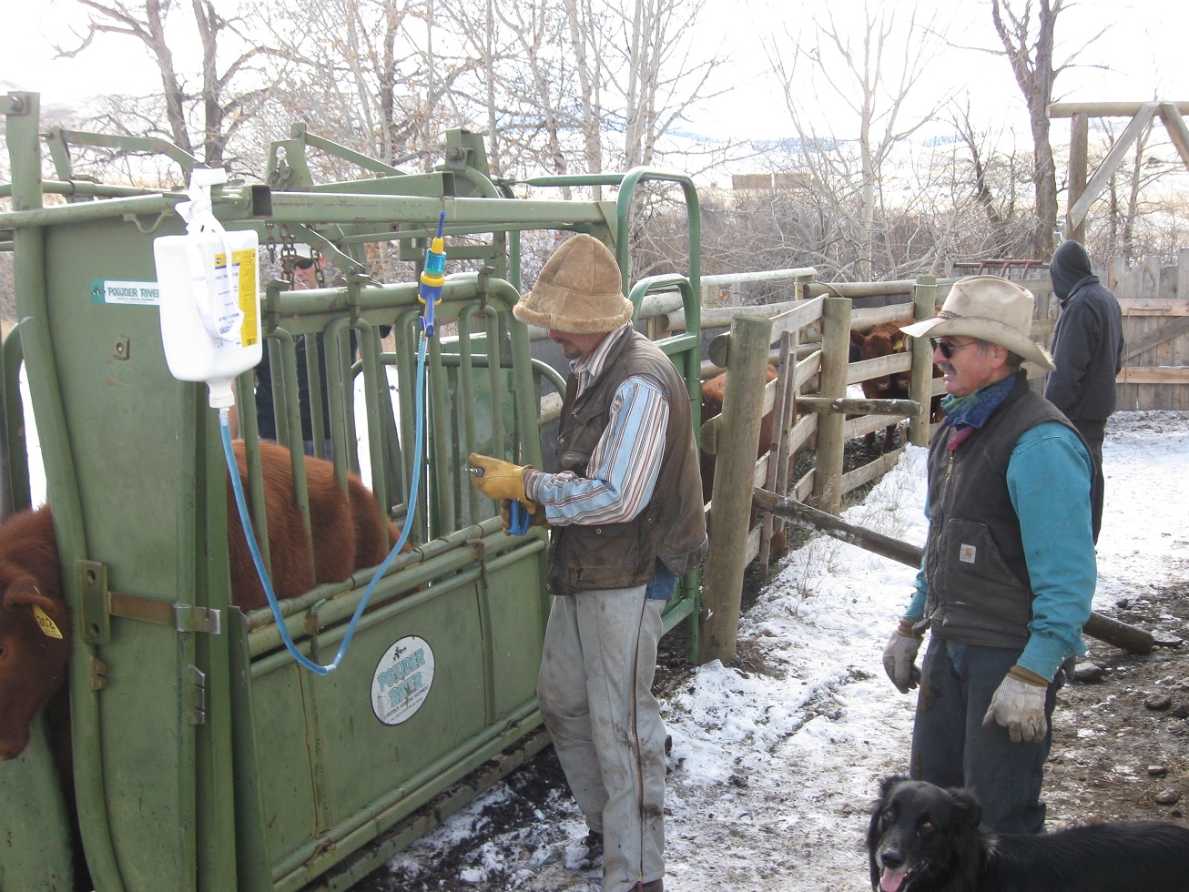 Millennium Cowboy: Working Cattle