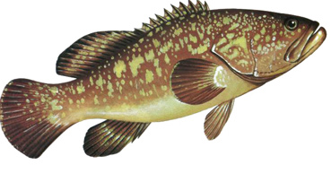 GAROUPA (Epinephelus marginatus)