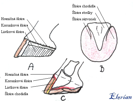 S úctou ku koňom: Anatómia kopýt