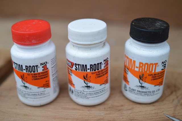 How To Root Cuttings