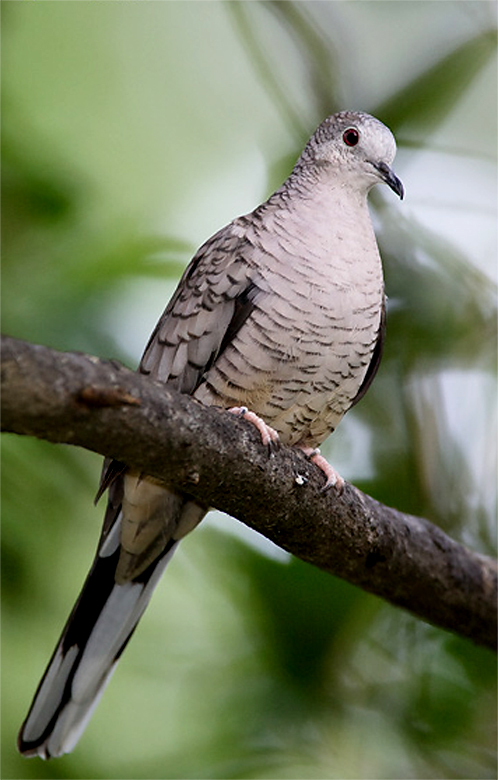 Bellas Aves de El Salvador: Columbina inca (tortolita, palomita inca)