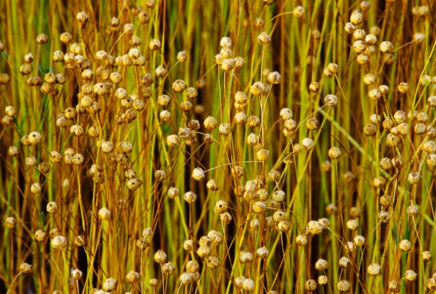 voolyvooly: Vasaros šauklys linas