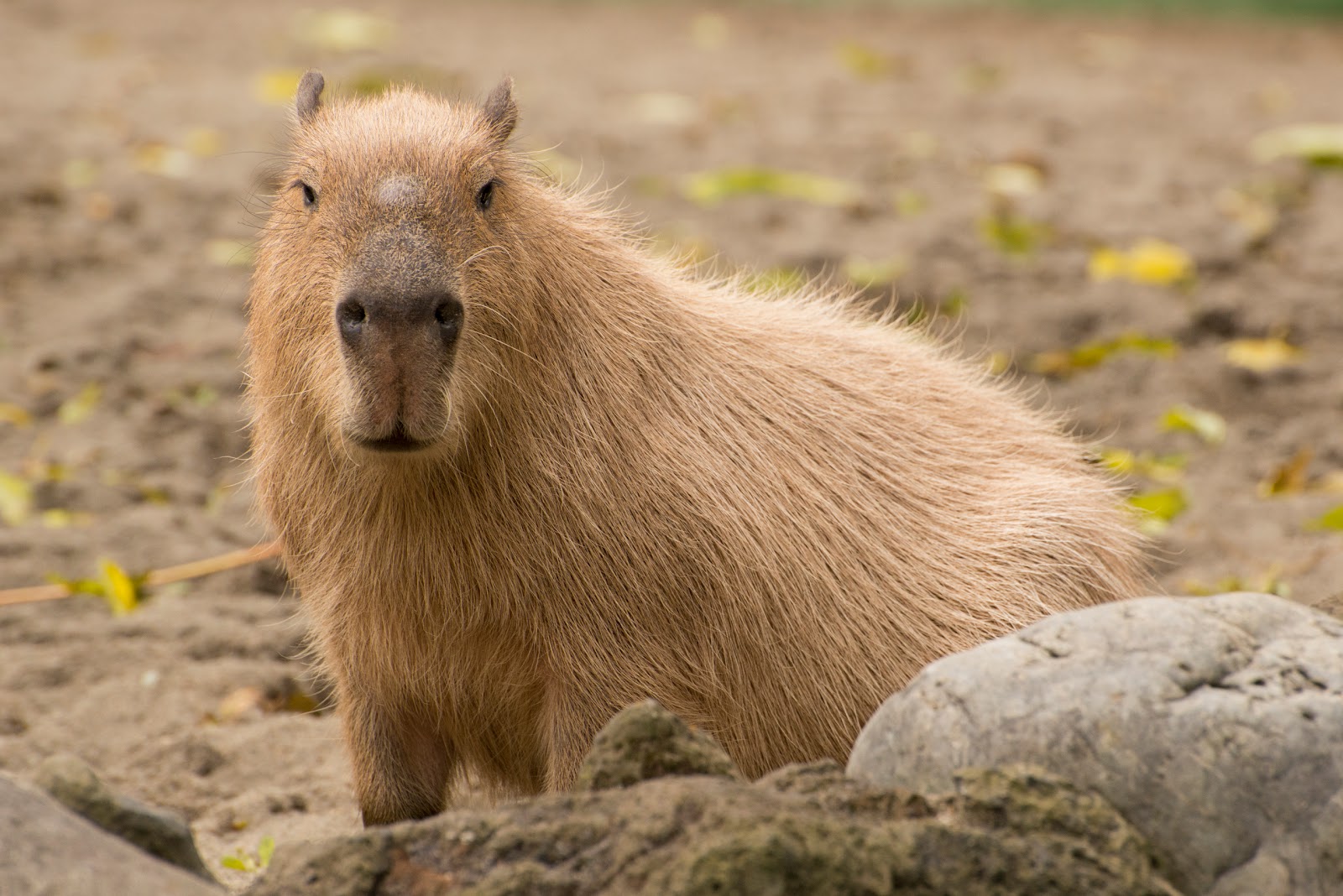 Bank of PhotoGraphics: Ueno Zoo XIII: Capybara 4