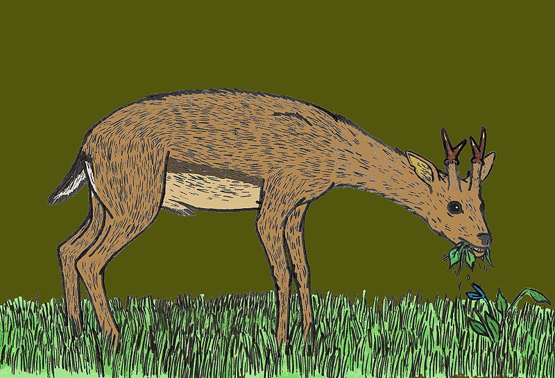 Historia, tecknat och annat: Dicrocerus elegans