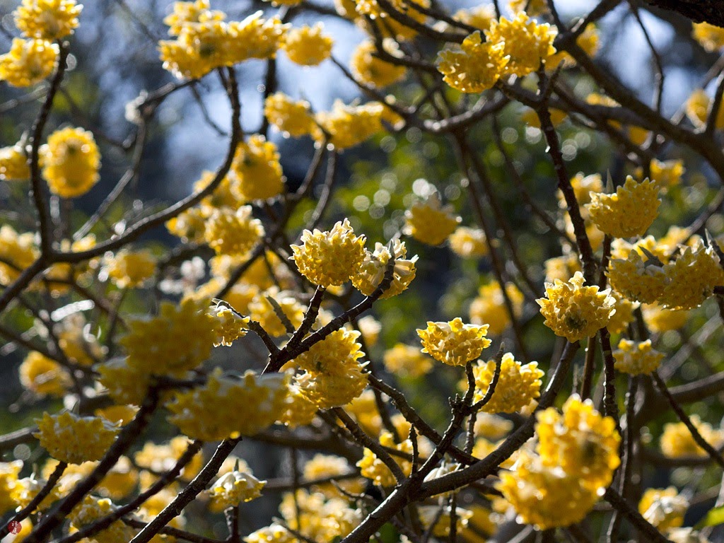 FROM THE GARDEN OF ZEN: Mitsumata (Edgeworthia chrysantha) flowers ...