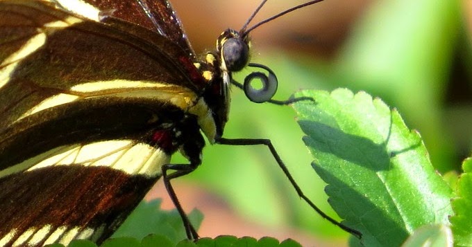 Simply Living: Furled beauty