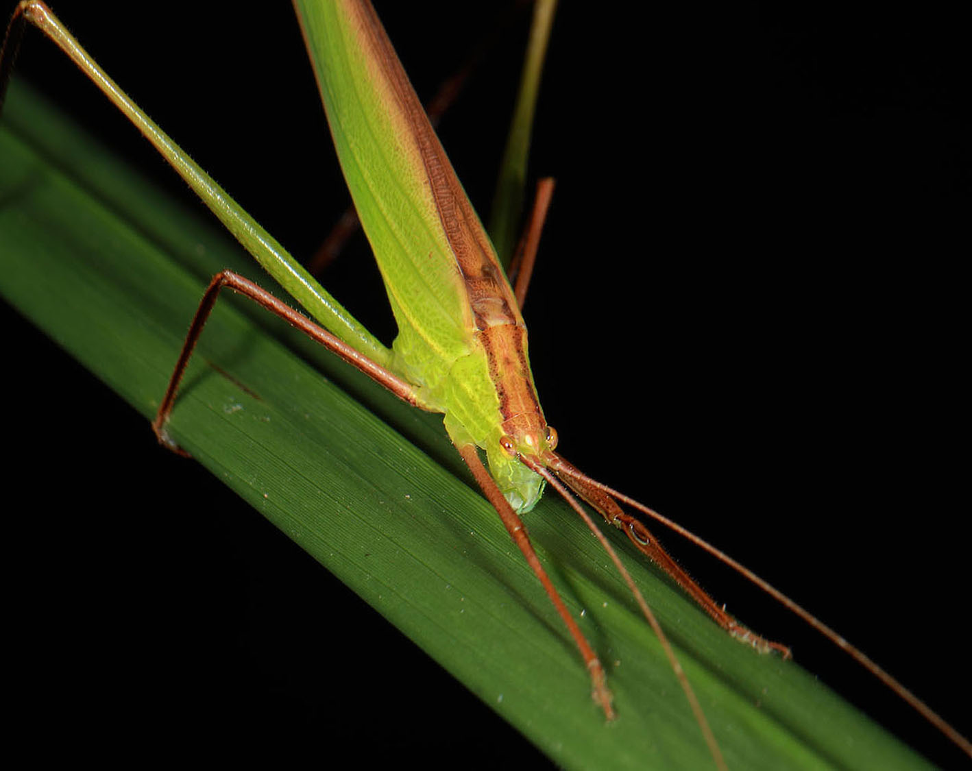 BunyipCo: A New Name for a Common Katydid