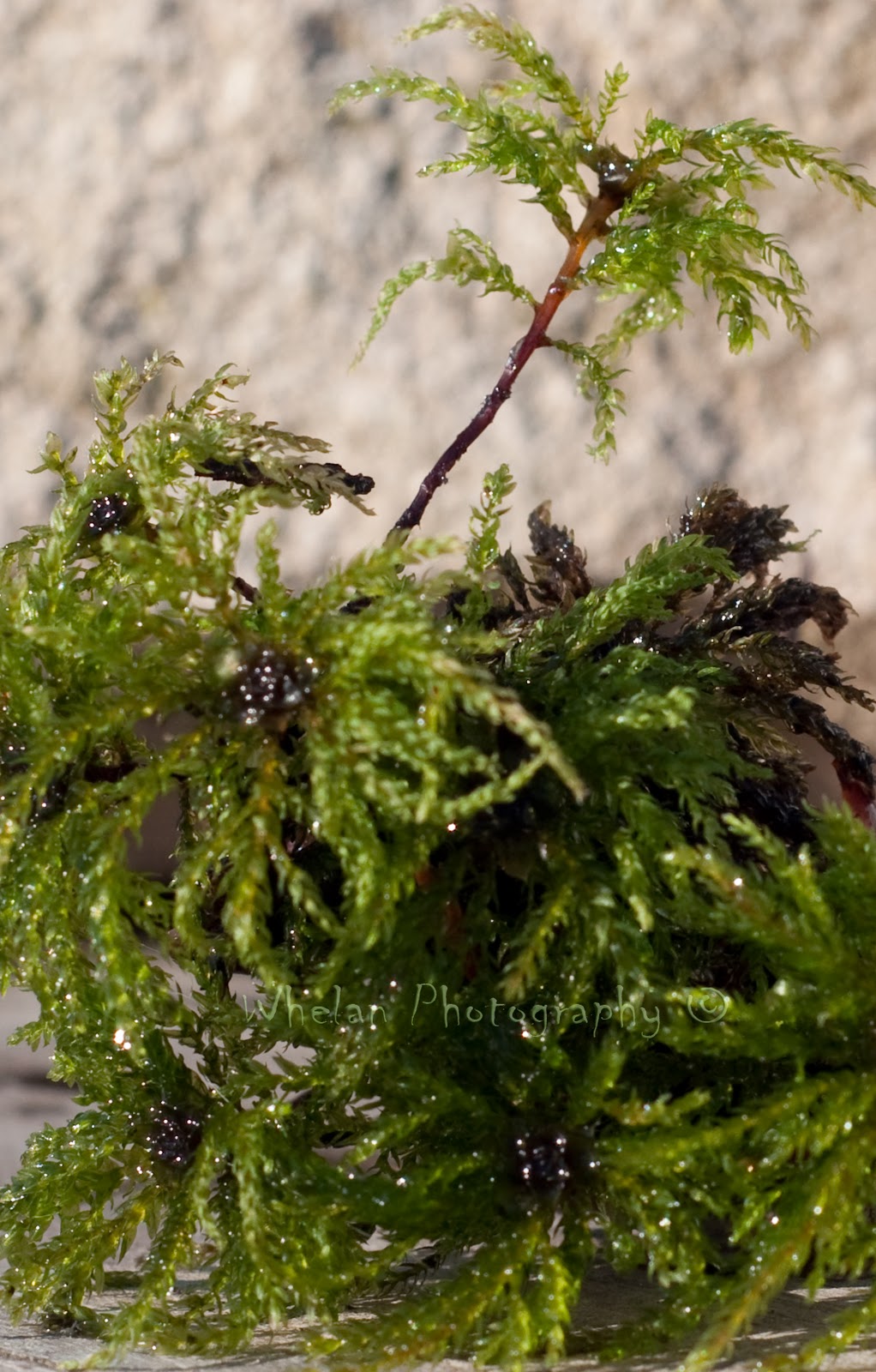 Walks with Moss: Maybe I don't need a macro lens for moss