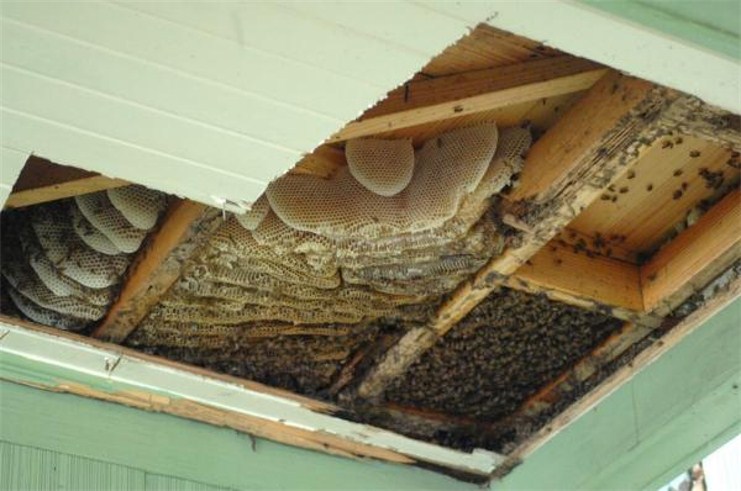 Deformutilation: Honeybee Home Invasions