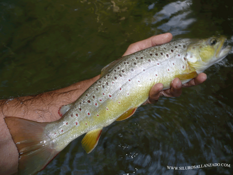 PESCA DEL SILURO EN EL EBRO: TRUCHA DE TROFEO