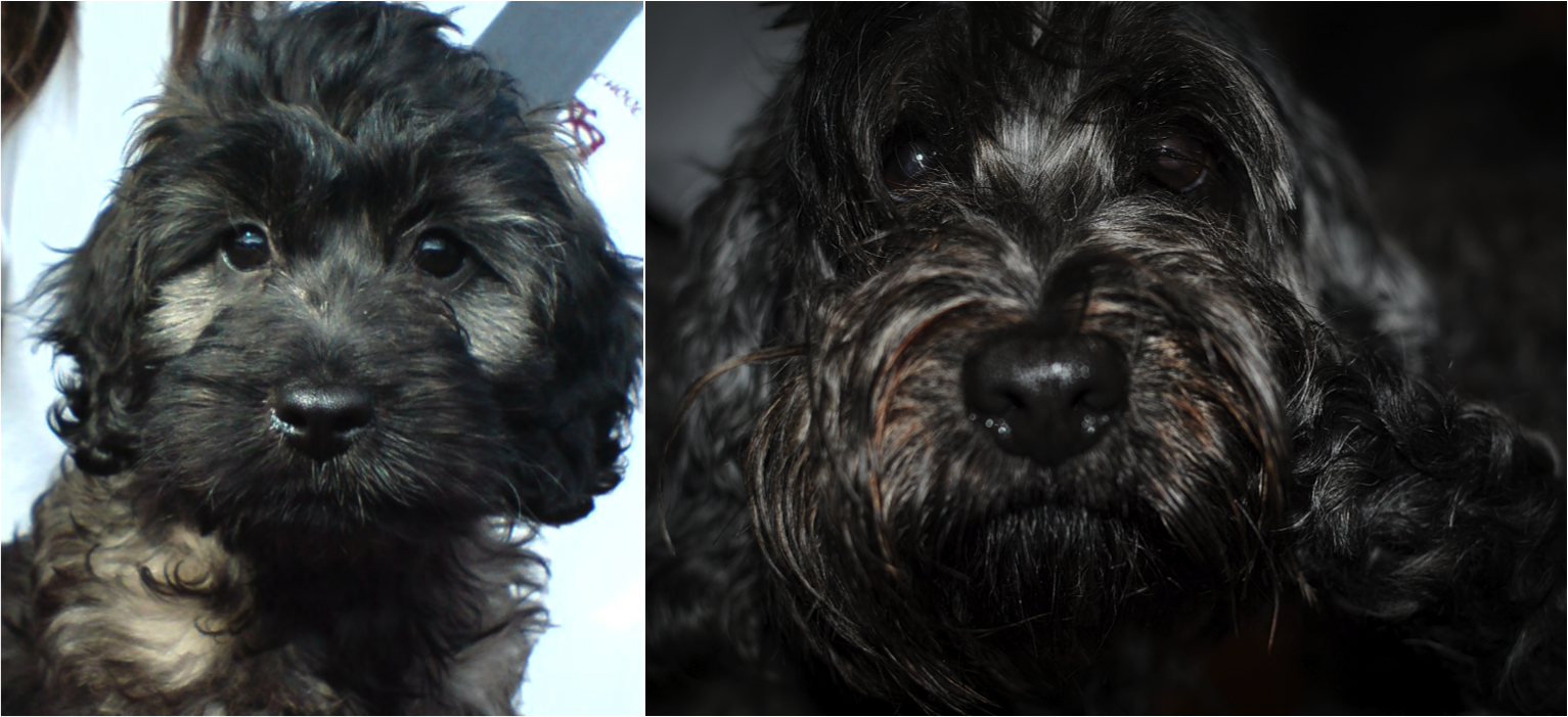 My angels with paws: Poppy