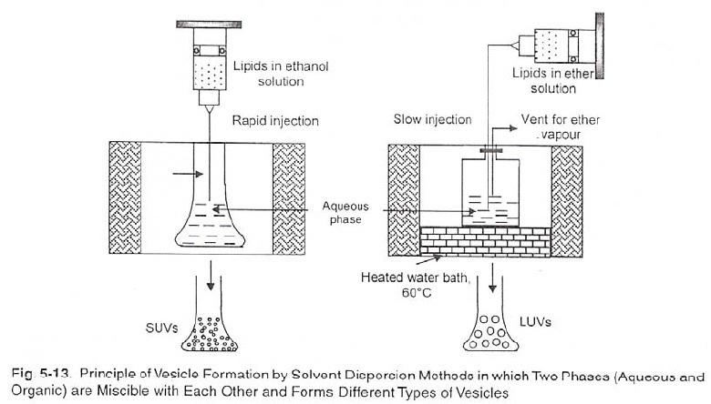 A Review on Liposomes
