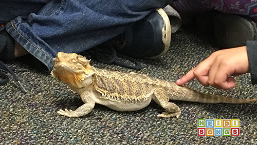A Bearded Dragon Class Pet!