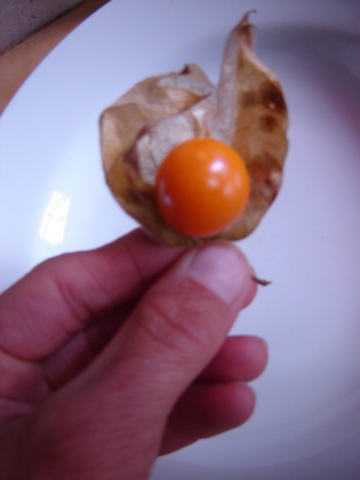 Me and My Llama: New Fruit! New Fruit! New Fruit!