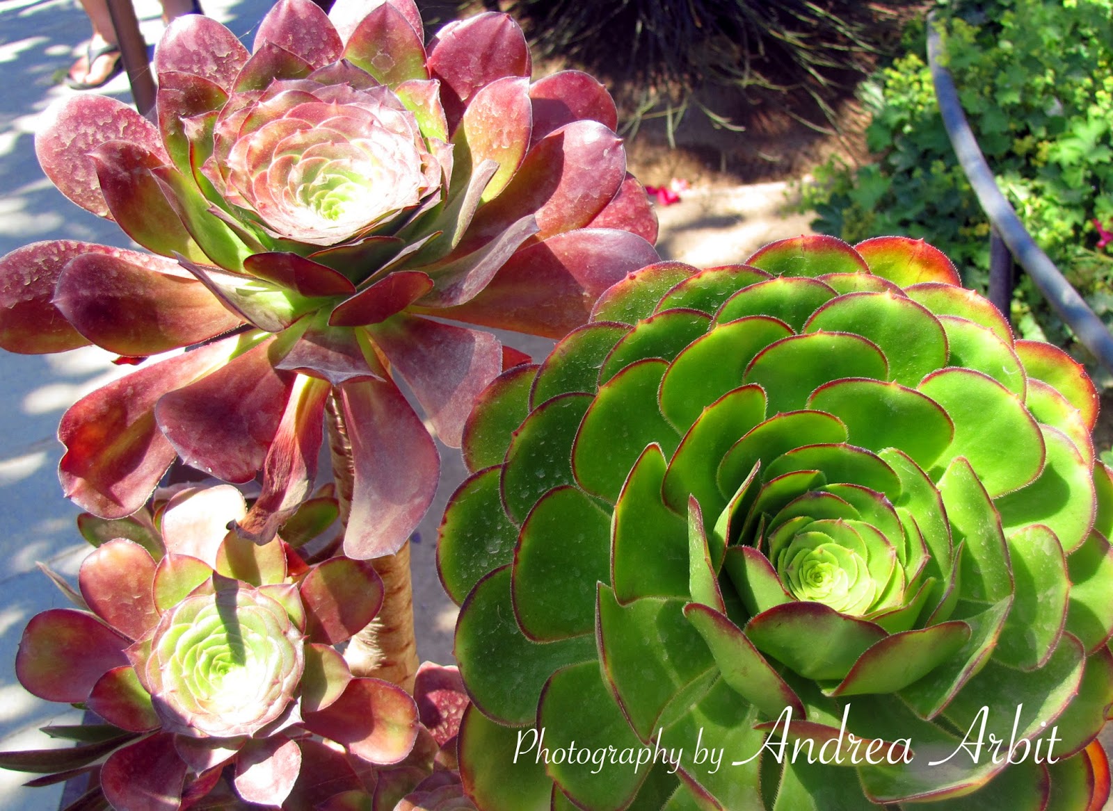 Until the Water Falls: Norfolk Botanical Gardens (Post 3)