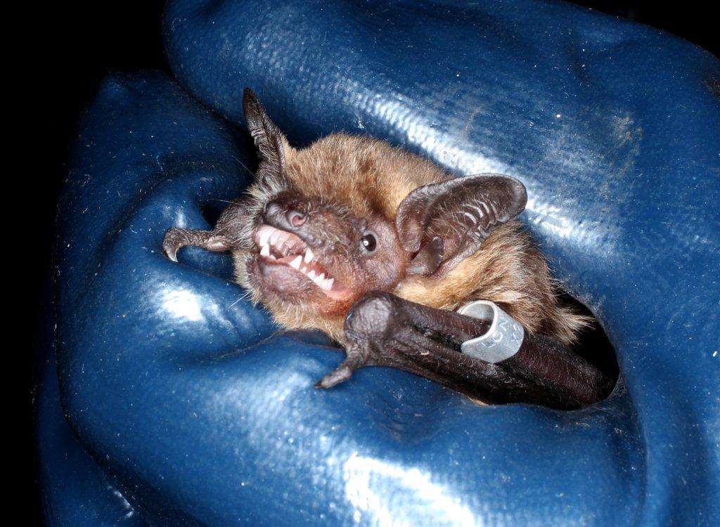 Bedfordshire Bat Group: Bedfordshire's only Serotine Roost