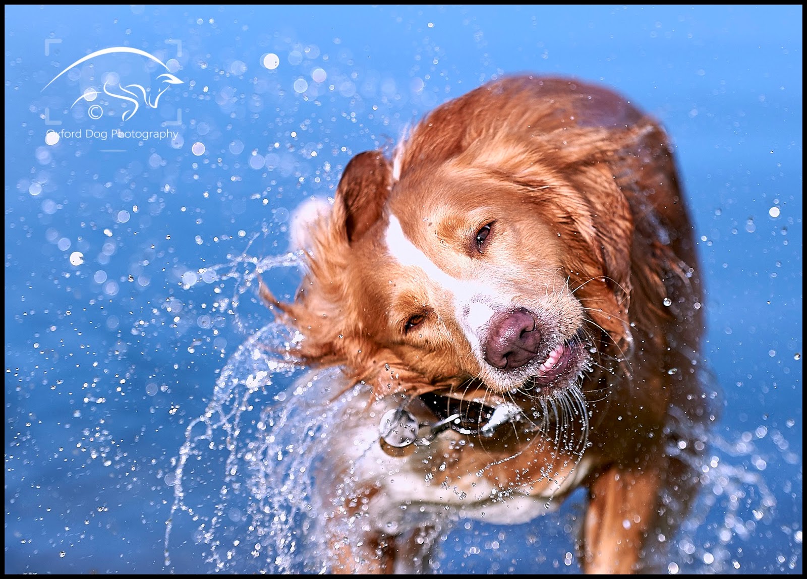 Shaking off water sequence - Professional dog photographer Adrian Baughan