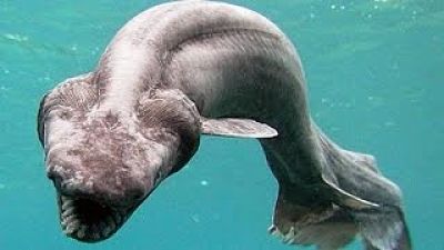 7 Ikan Hias Laut Langka Dengan Keindahan Tiada Tara - Dunia Akuarium