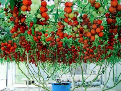Vegetable Garden for the World: Italian Tree Tomato-Fact or Fiction
