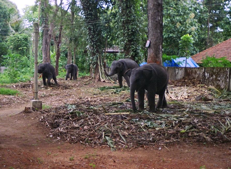 KERALA GODS OWN COUNTRY-BEST PLACE FOR TOURISUM: Kodanad elephant ...