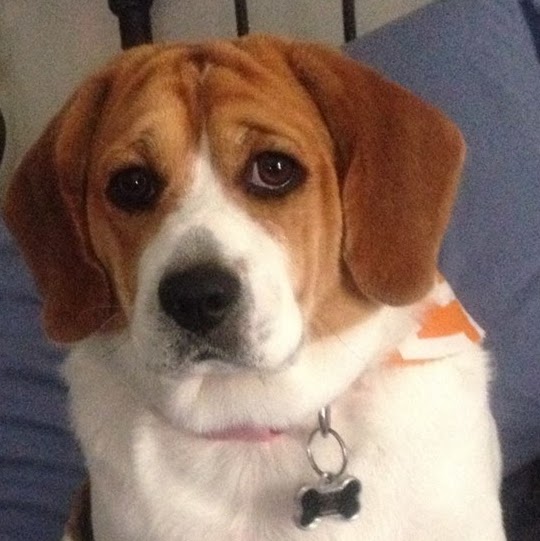 Books and Life!: Try Downey Unstoppables for fresher smelling laundry!