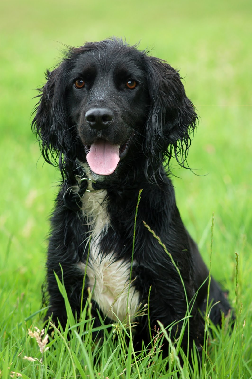 Meet Reggie the Sprocker