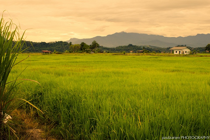 Pzul Zarien: Sawah Padi..The beauty view in Kota Belud