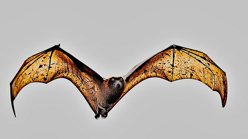 Zorro volador filipino o zorro volador de corona dorada (Acerodon jubatus)