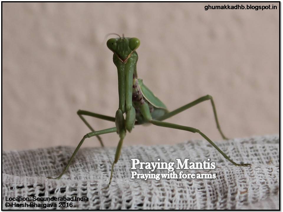 Ghumakkad Harsh: Praying Mantis