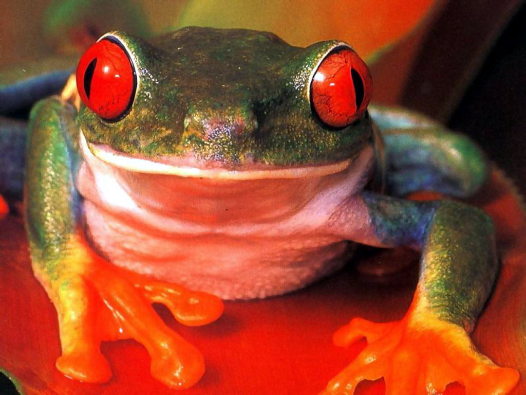 animali e fotografie: Uno Spettacolo di Rane