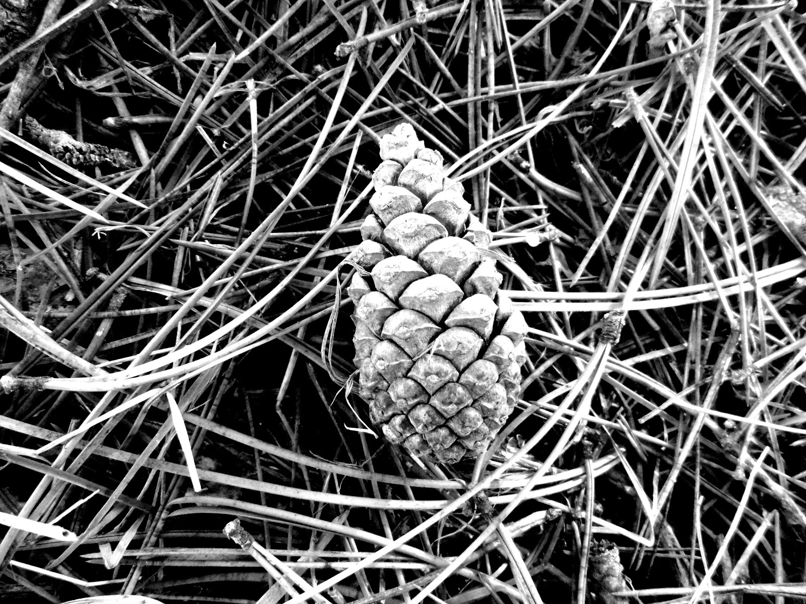 Imagini alb-negru cu plante / Black and white images with plants: Pinul ...