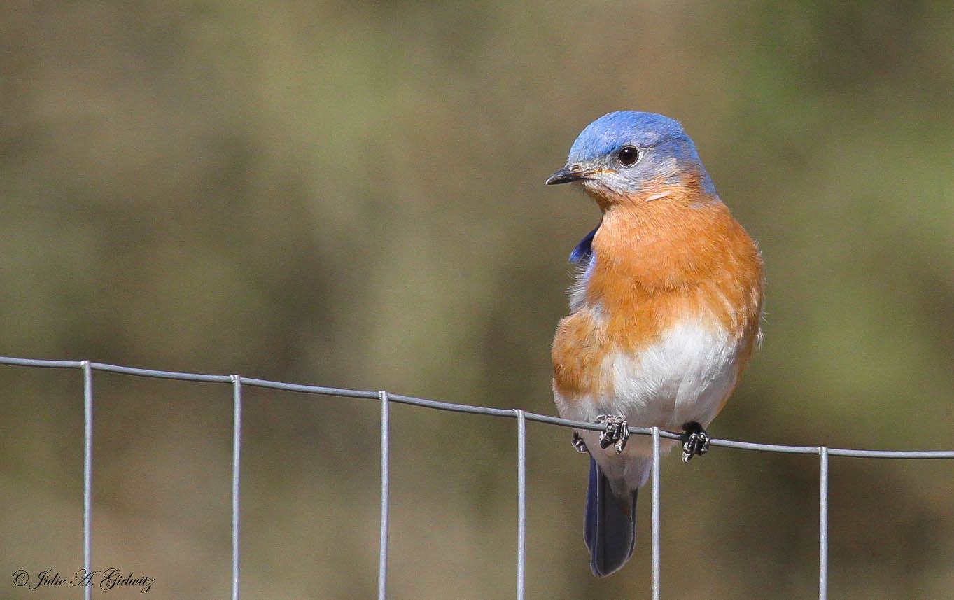 Nature's Splendor: Pretty Spring Birds