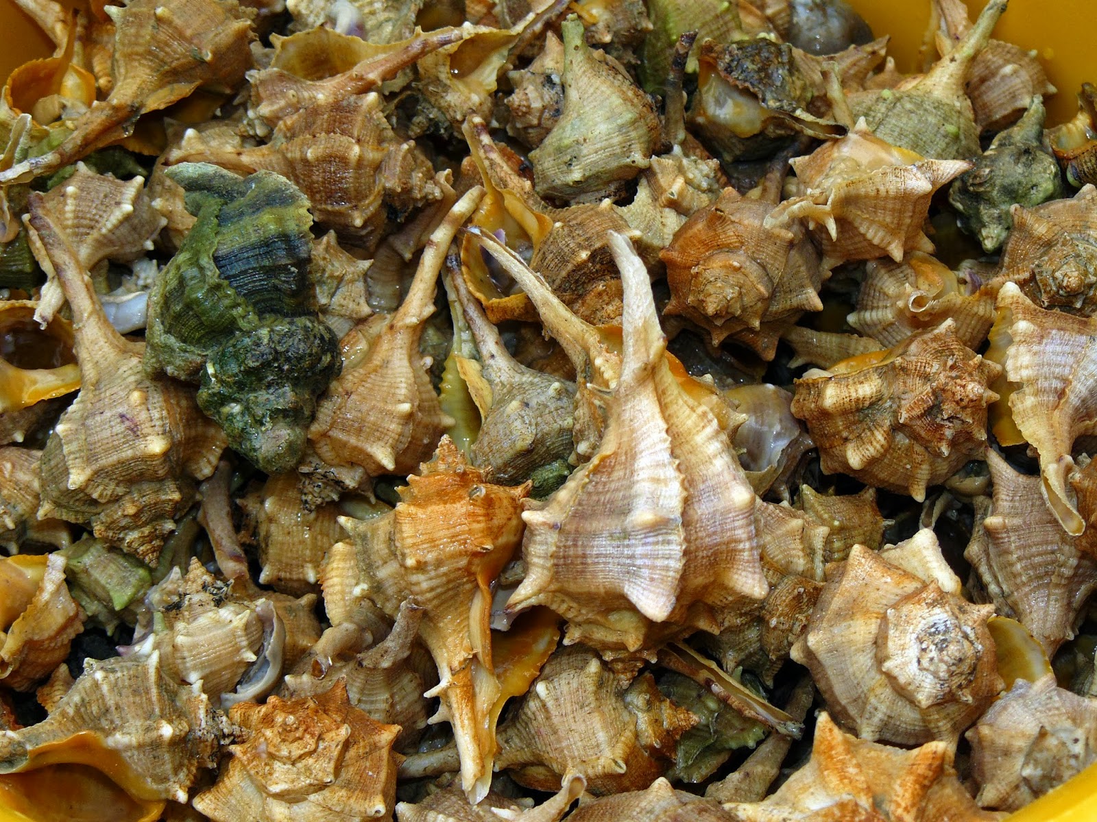 Sud Italia in Cucina: Spaghetti con i Coccioli (Murici)