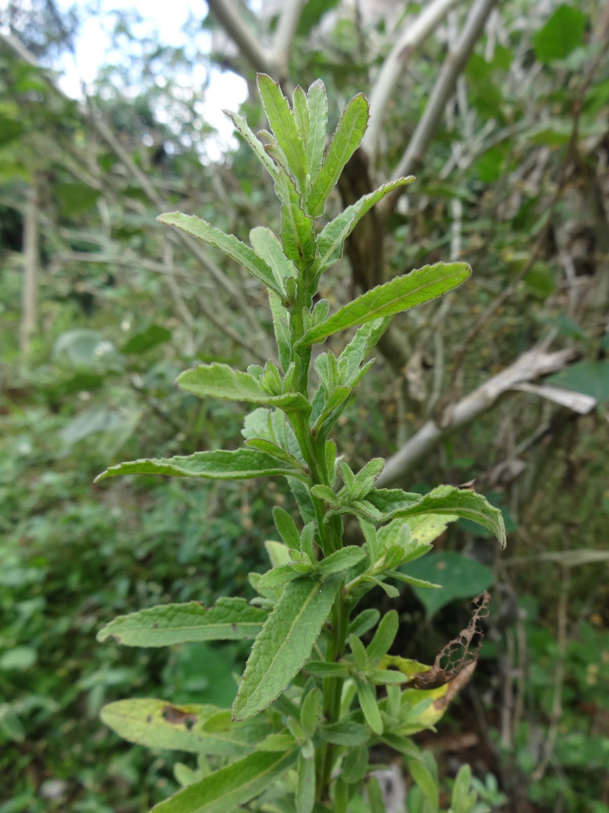 Herbs from Distant Lands: Laggera alata - Winged-Stem Laggera, Liu Leng ...