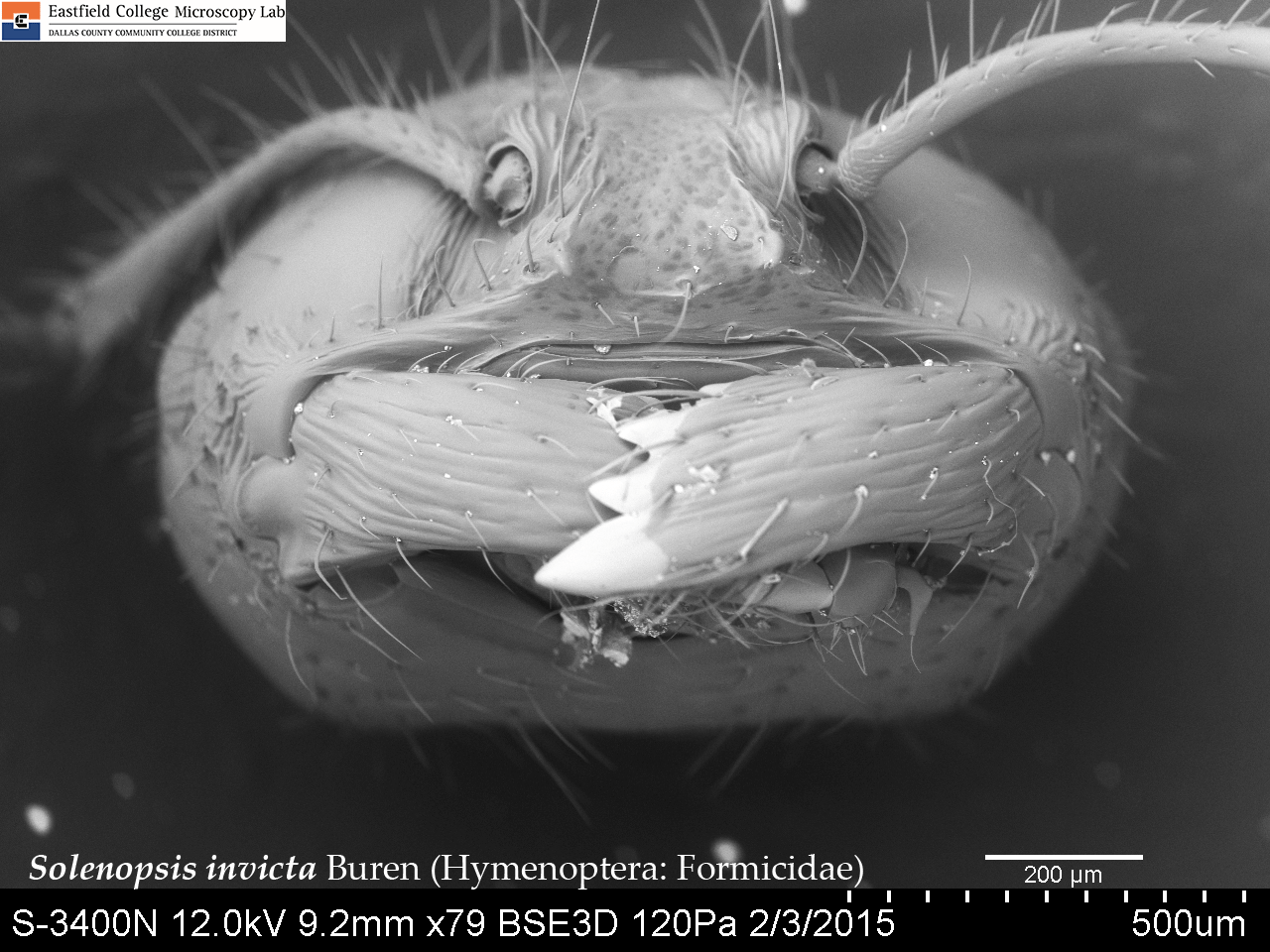 Ant Under A Microscope